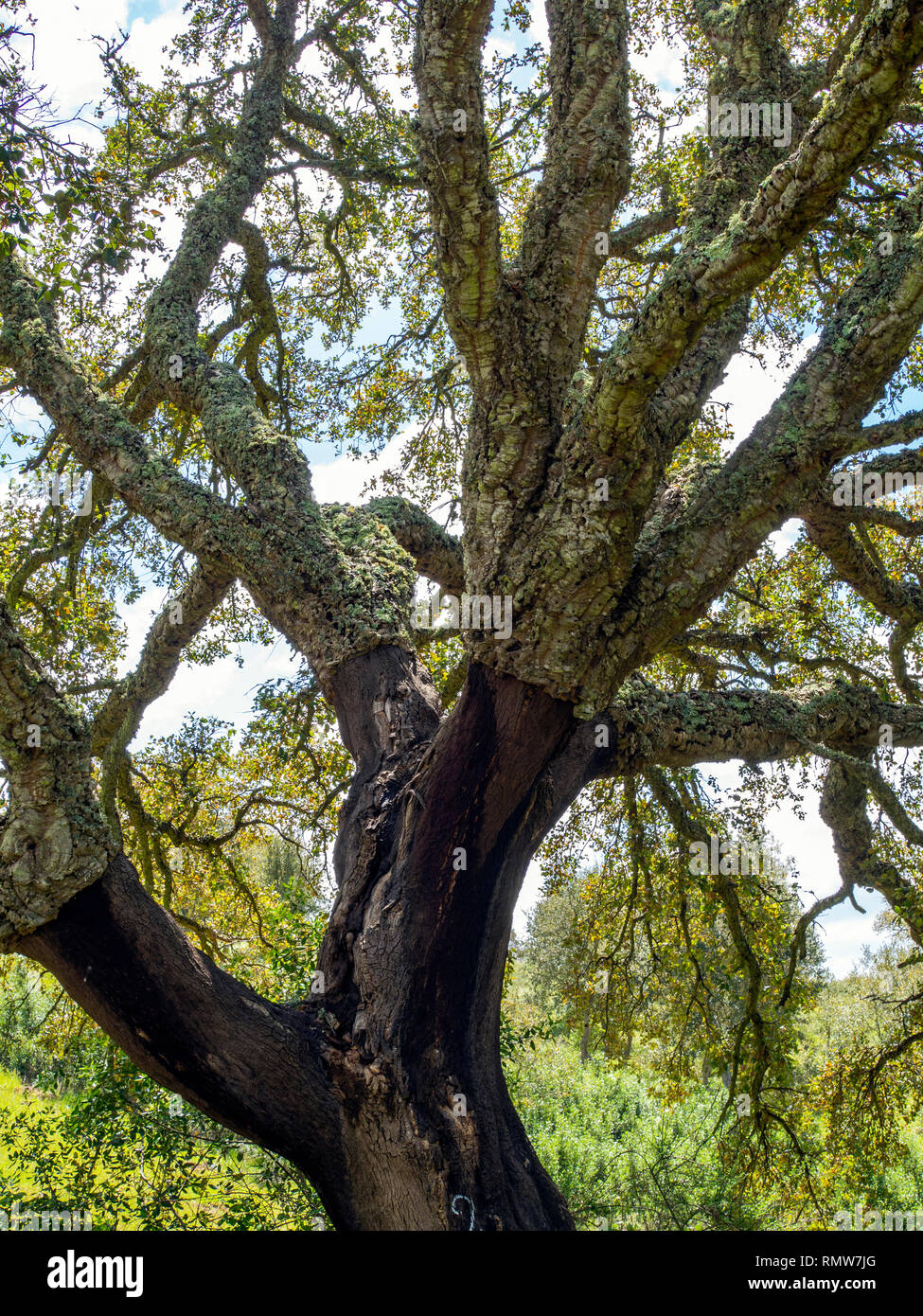 An old cork tree in southern Portugal. The number 9 indicates the year ...