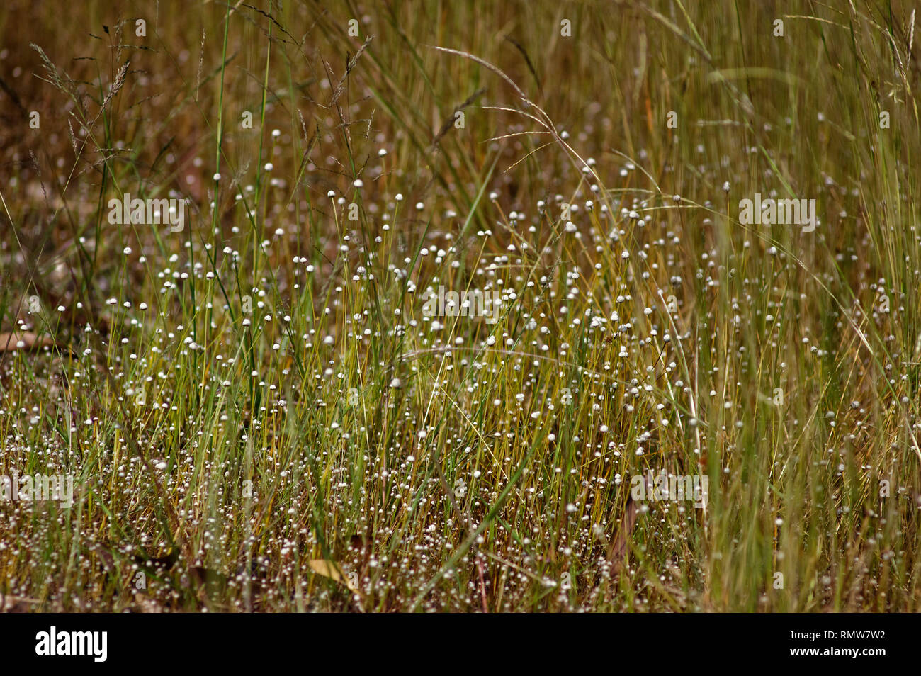 Grass Swaying High Resolution Stock Photography and Images - Alamy