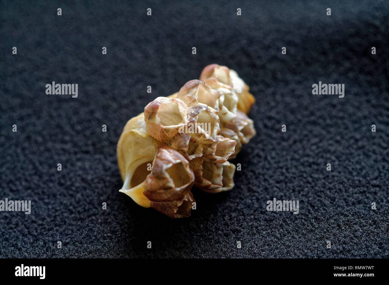 Conch shell india hi-res stock photography and images - Alamy