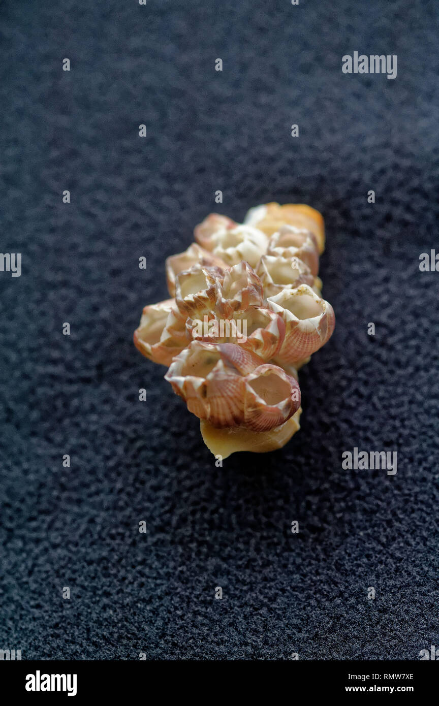 Conch Shell India High Resolution Stock Photography and Images - Alamy