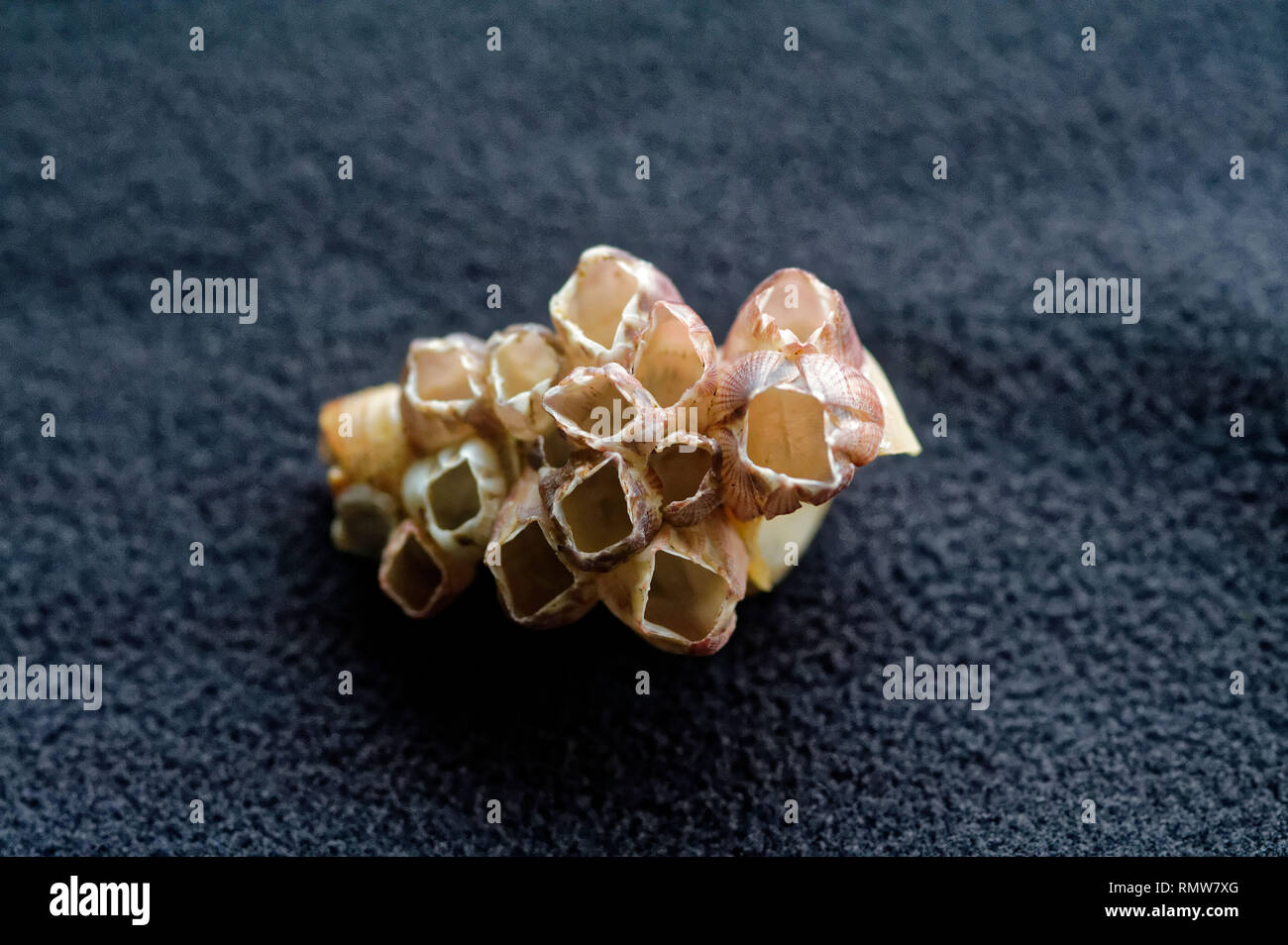 Conch shell india hi-res stock photography and images - Alamy