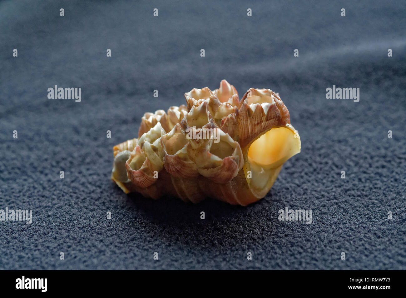 Conch shell india hi-res stock photography and images - Alamy