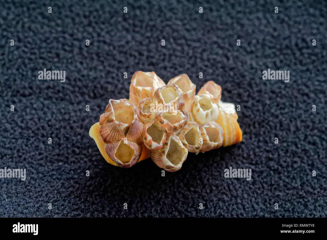 Conch Shell India High Resolution Stock Photography and Images - Alamy