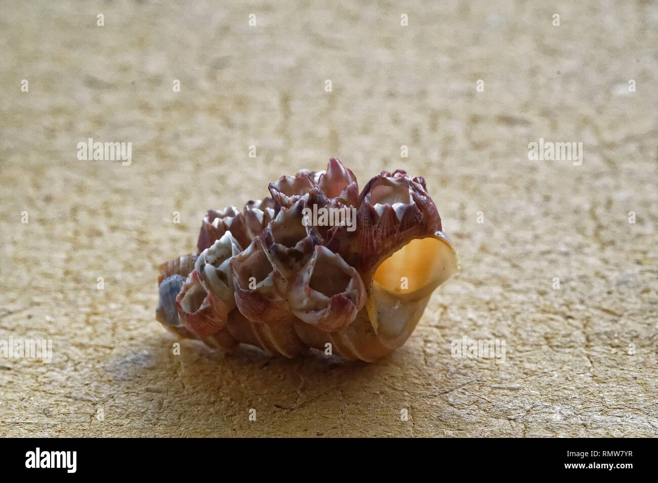 Conch shell india hi-res stock photography and images - Alamy