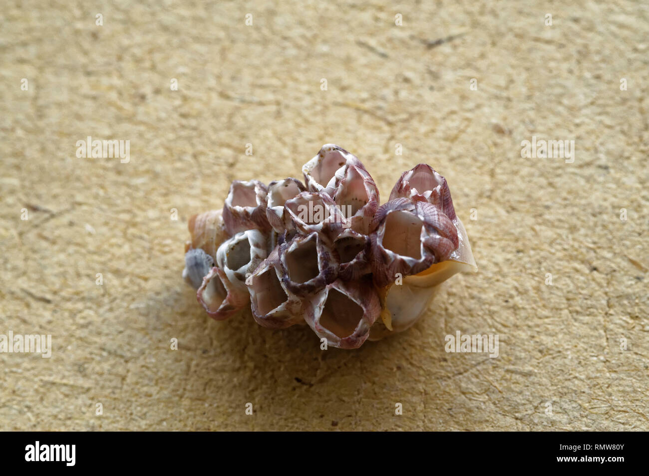 Conch shell india hi-res stock photography and images - Alamy