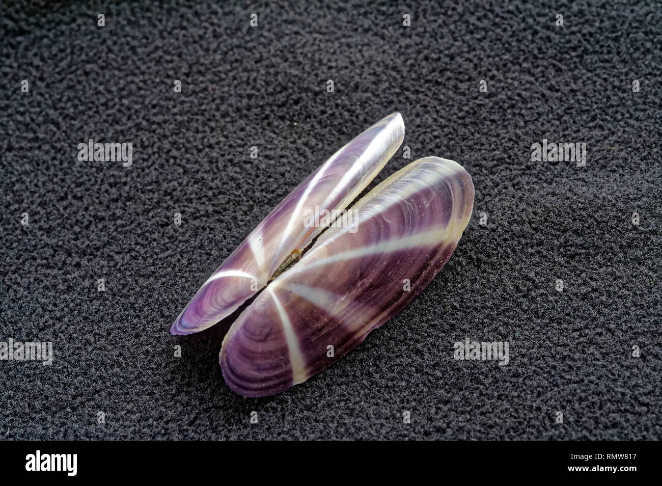 Stp 265213 hi-res stock photography and images - Alamy