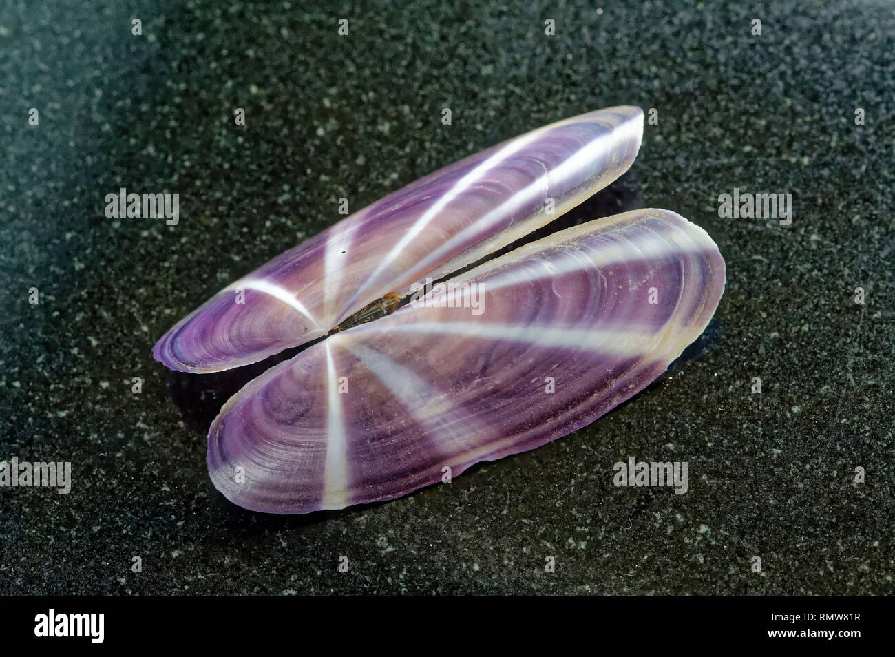 India sea shells hi-res stock photography and images - Alamy