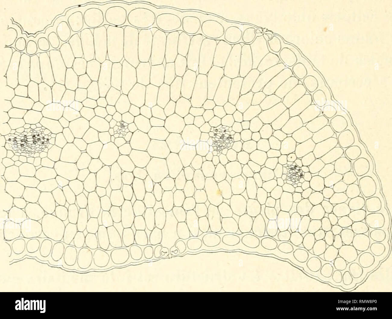 Nervure centrale hi-res stock photography and images - Alamy