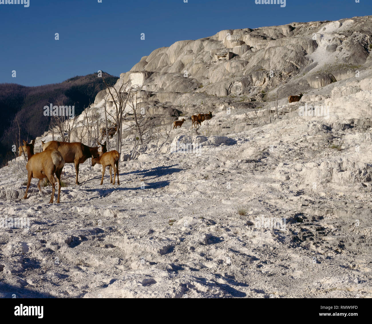 Jupiter terrace yellowstone national park hi-res stock photography and ...