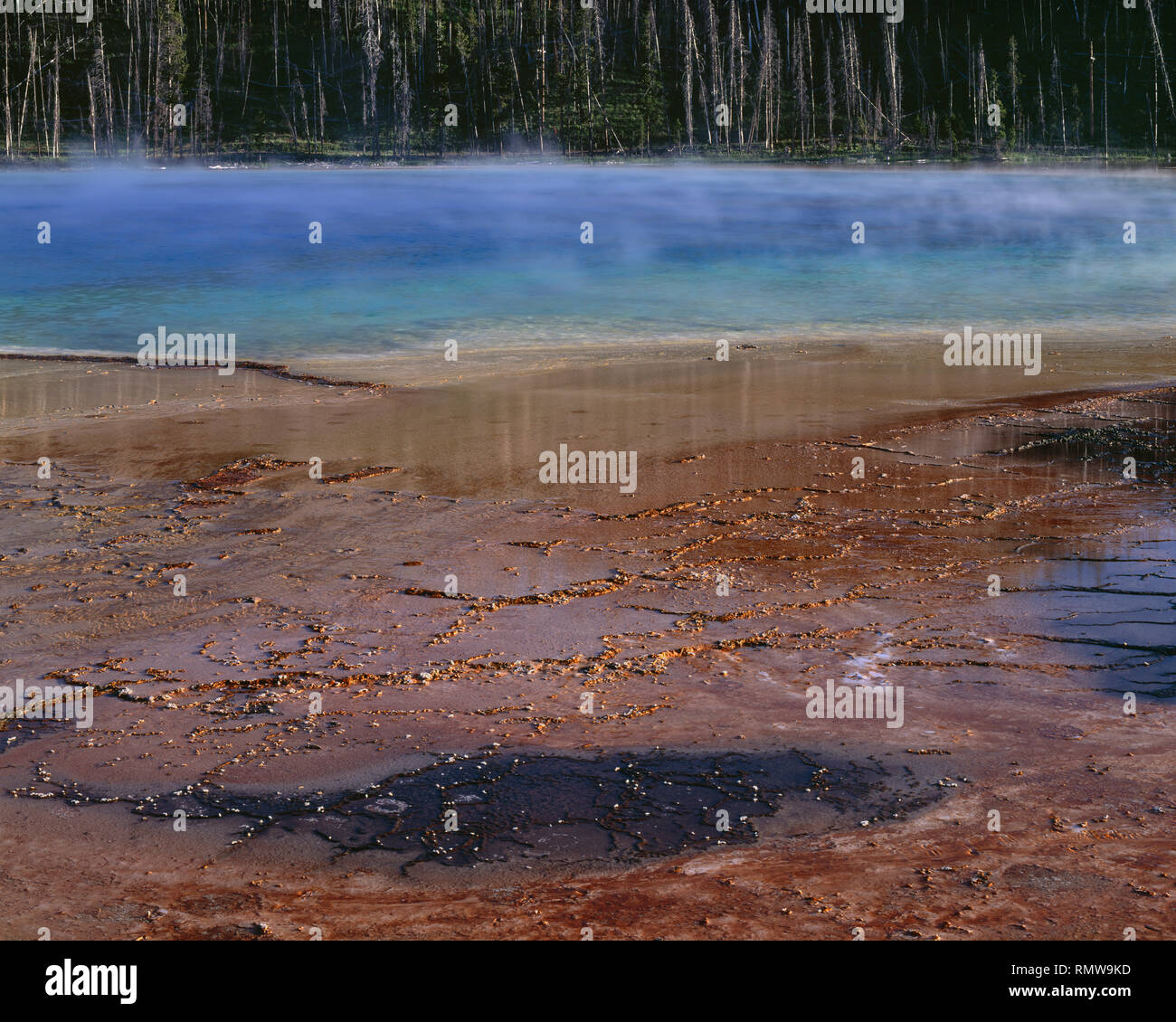 Brown algae usa water hi-res stock photography and images - Alamy