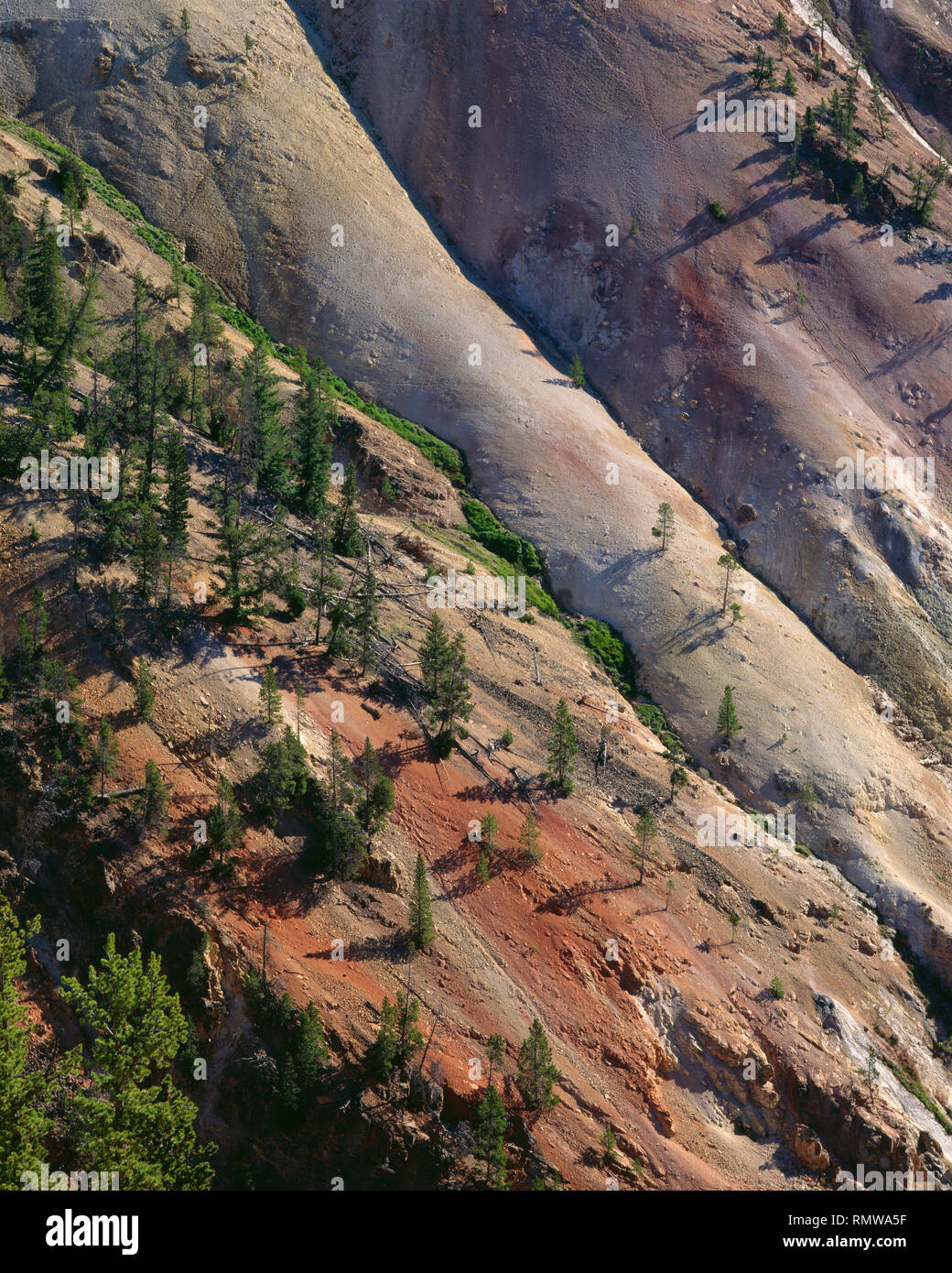 USA, Wyoming, Yellowstone National Park, Isolated conifers grow on ...