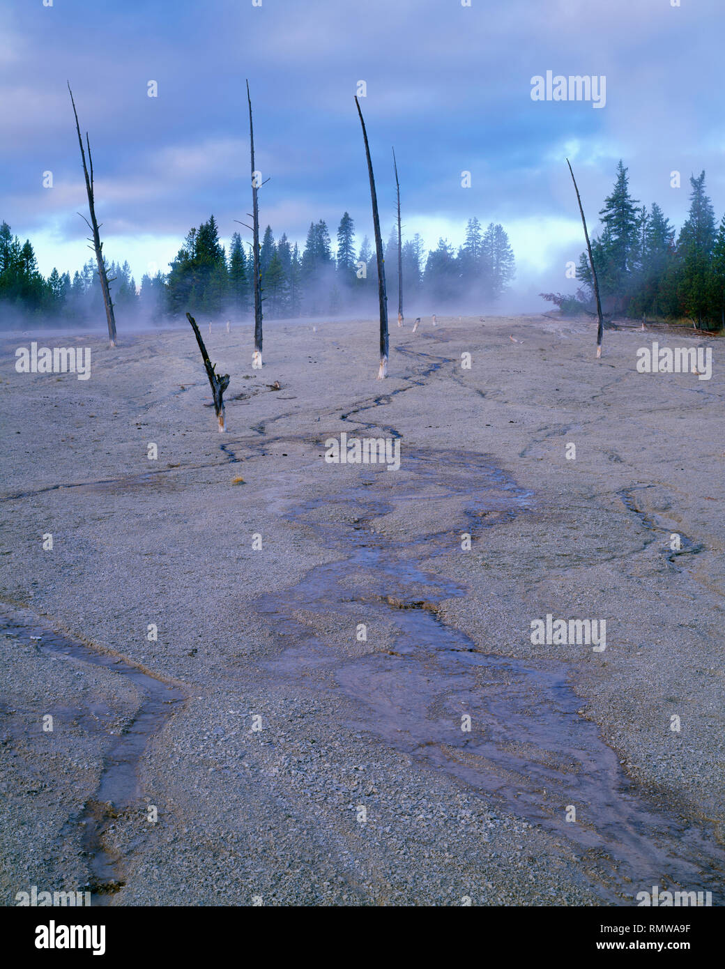 USA, Wyoming, Yellowstone National Park, Weathered “wick” trees and ...