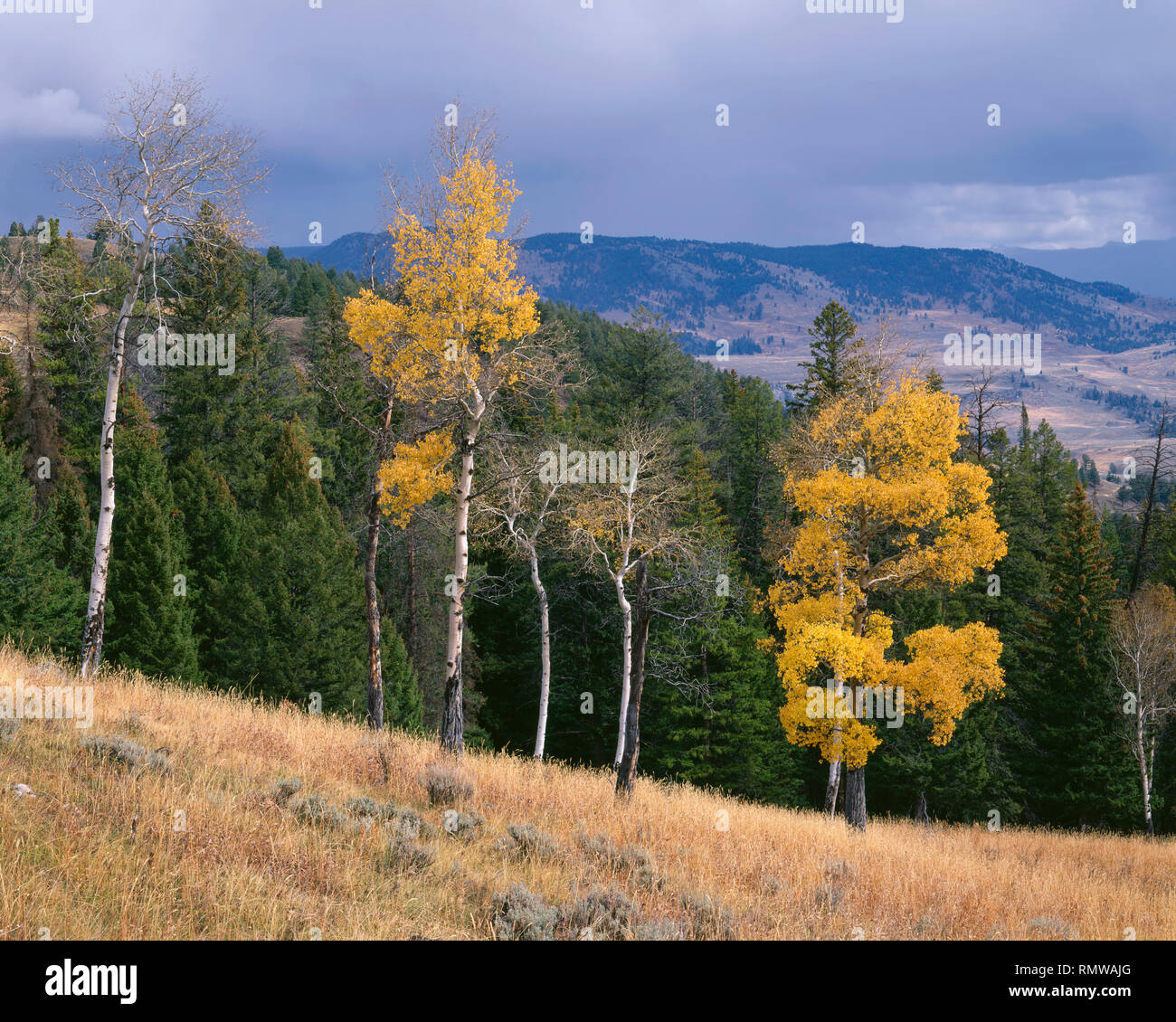 USA, Wyoming, Yellowstone National Park, Fall colored aspen and grasses ...