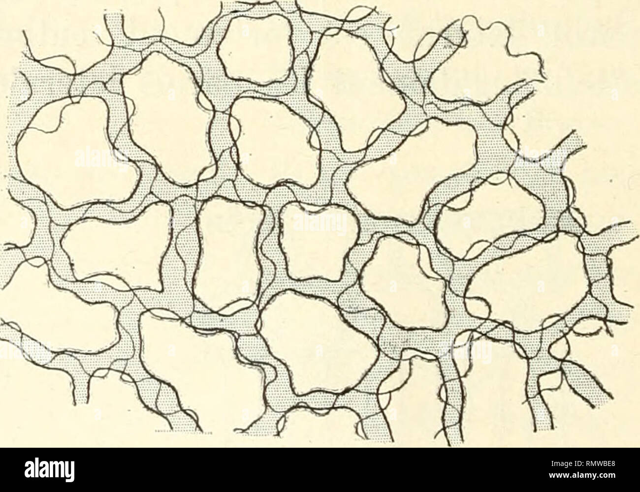 Epiderme de feuille hi-res stock photography and images - Alamy
