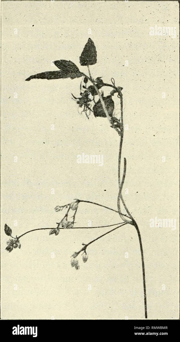 Monoique hi-res stock photography and images - Alamy