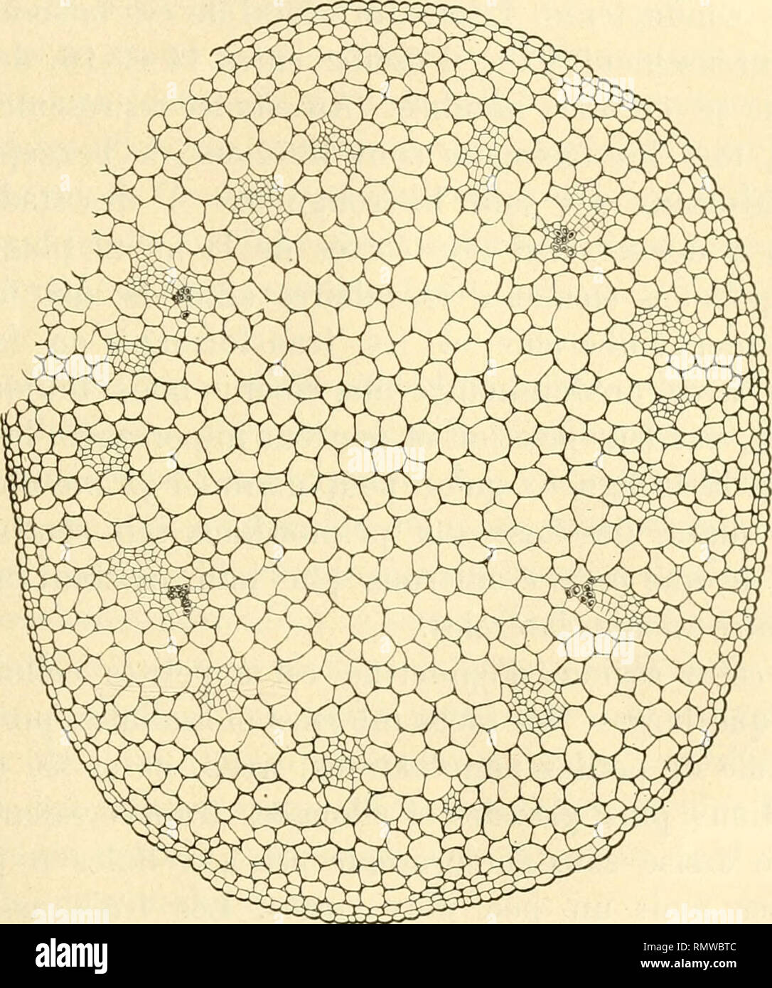Coupes longitudinales et transversales hi-res stock photography and ...