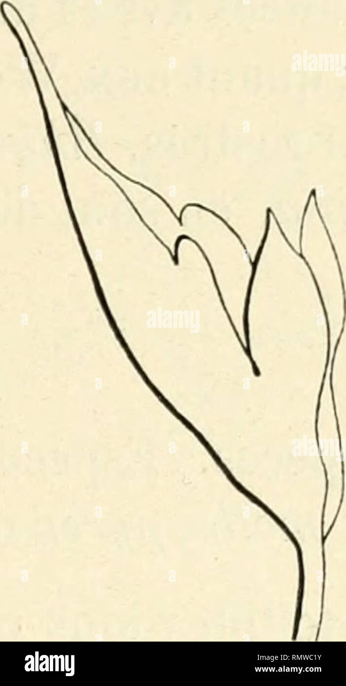 Geranium robertia hi-res stock photography and images - Alamy