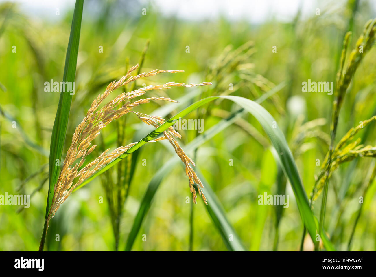 Damaged rice in rice fields Stock Photo - Alamy