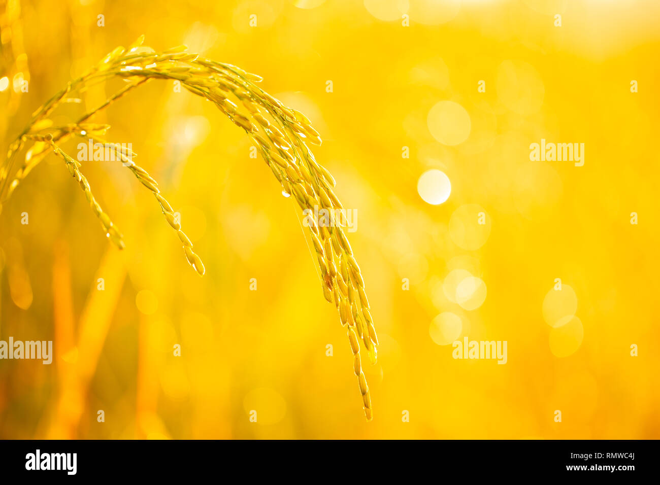 Golden yellow rice and the morning sun Stock Photo - Alamy