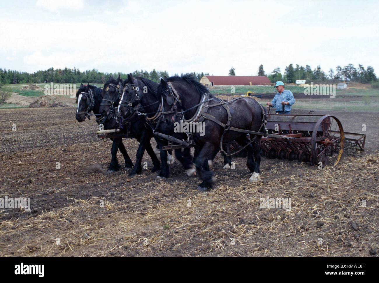 Old time farming methods,seeding with team of horses,Saskatchewan ...