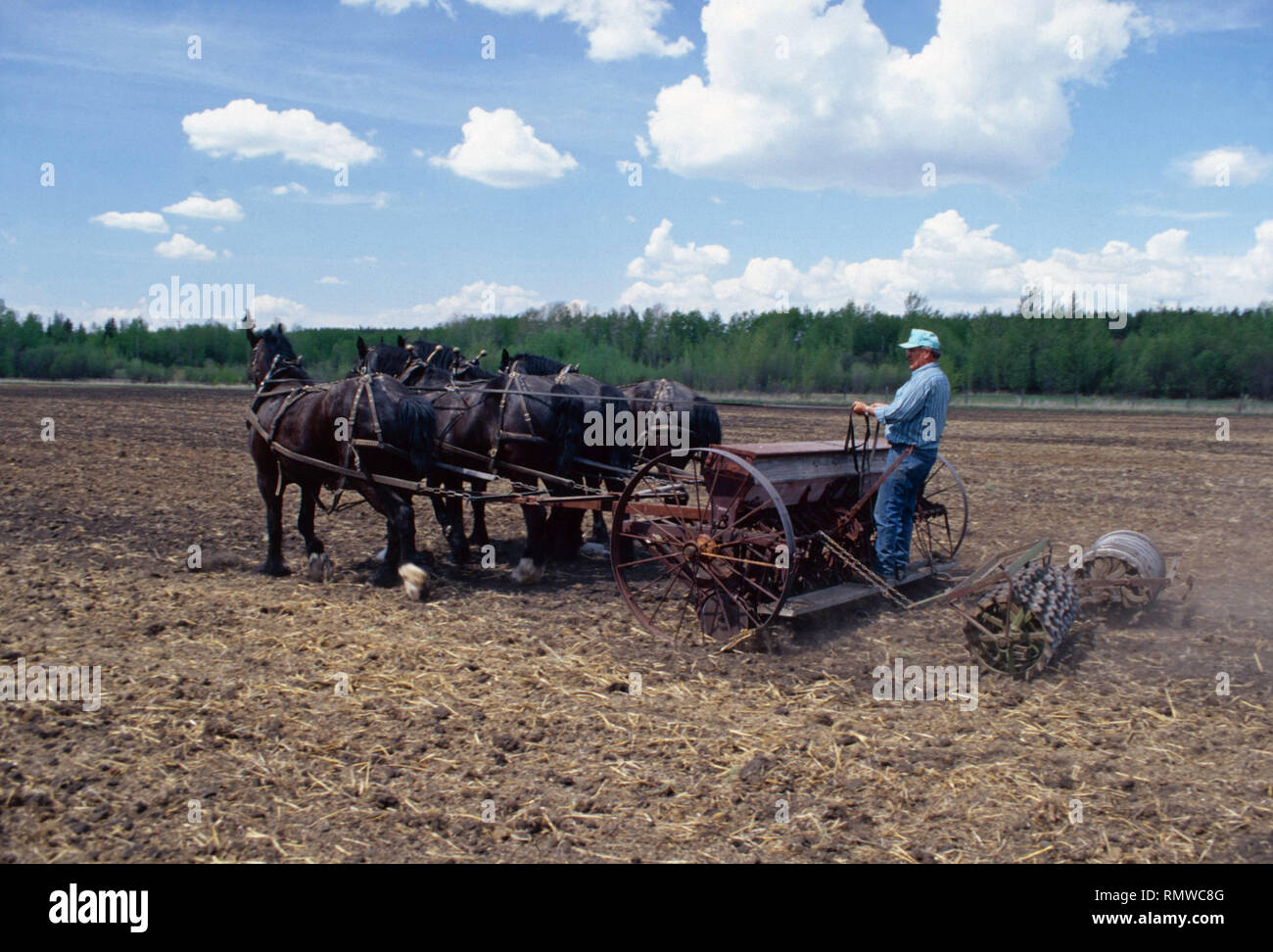 Old time farming methods,seeding with team of horses,Saskatchewan ...