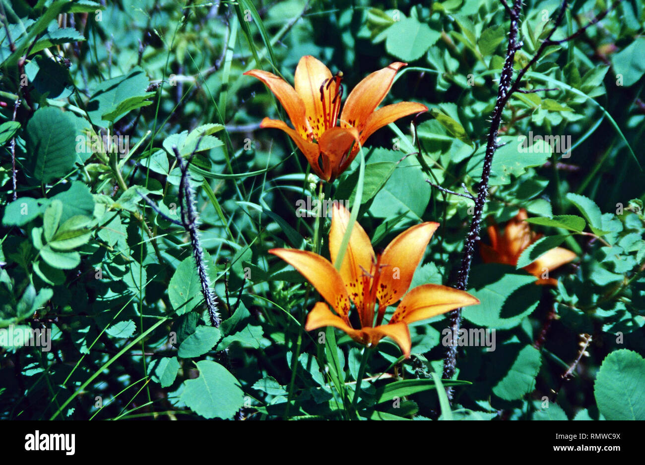 Canada occidentale hi-res stock photography and images - Alamy