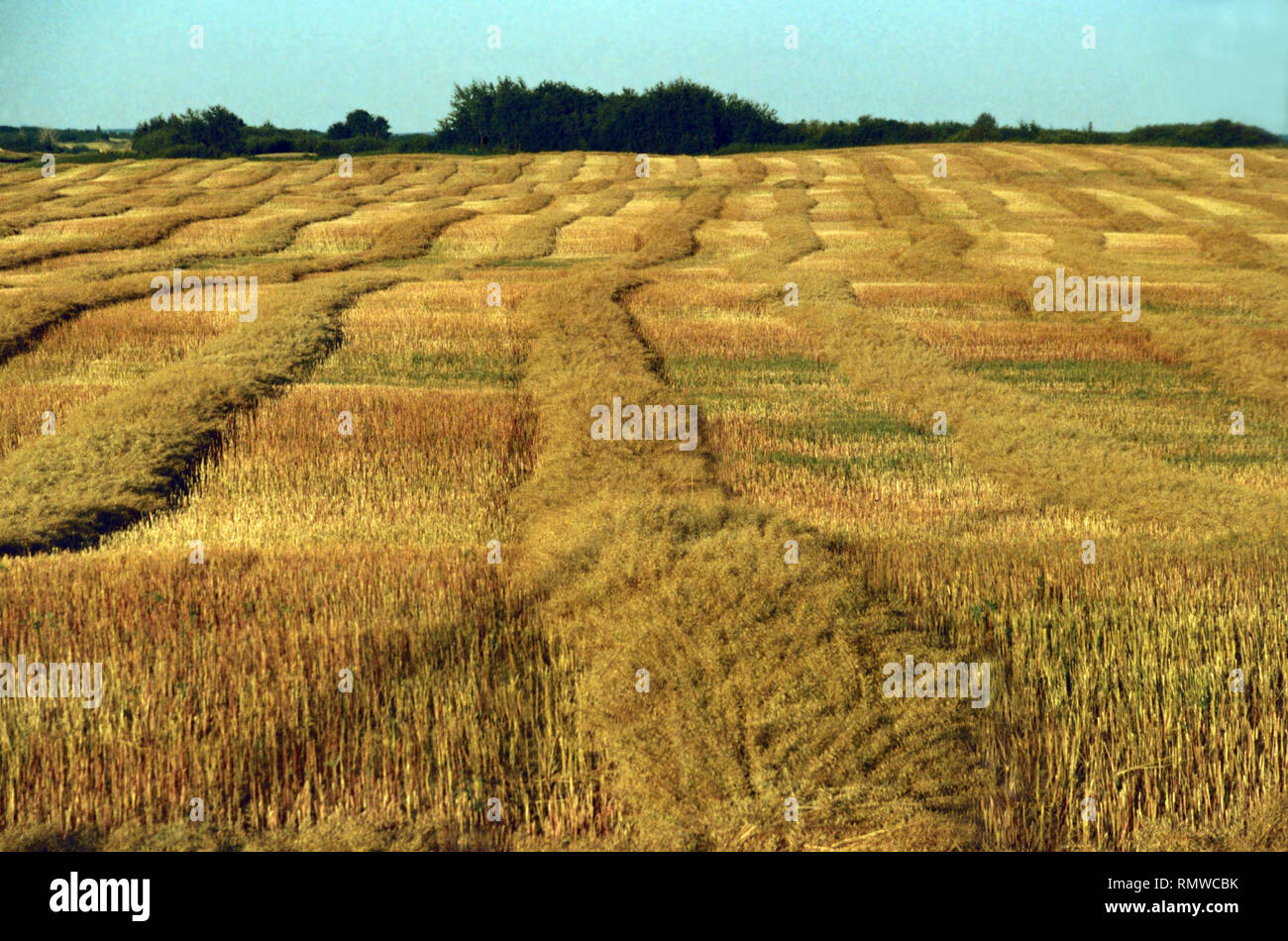 Swaths of grain,Saskatchewan,Canada Stock Photo - Alamy
