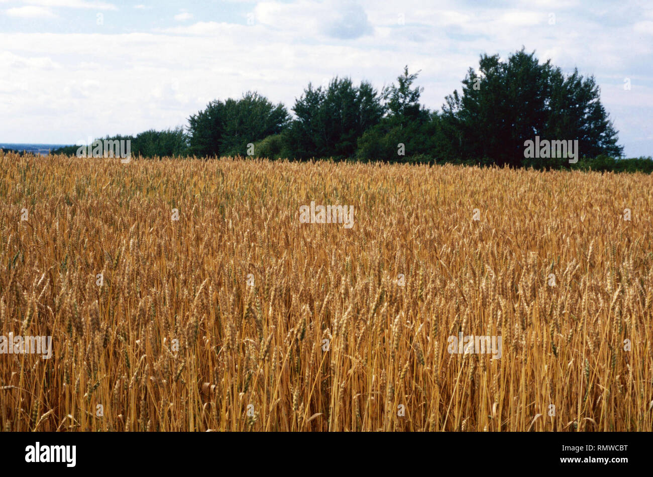 Saskatchewan wheat field hi-res stock photography and images - Alamy