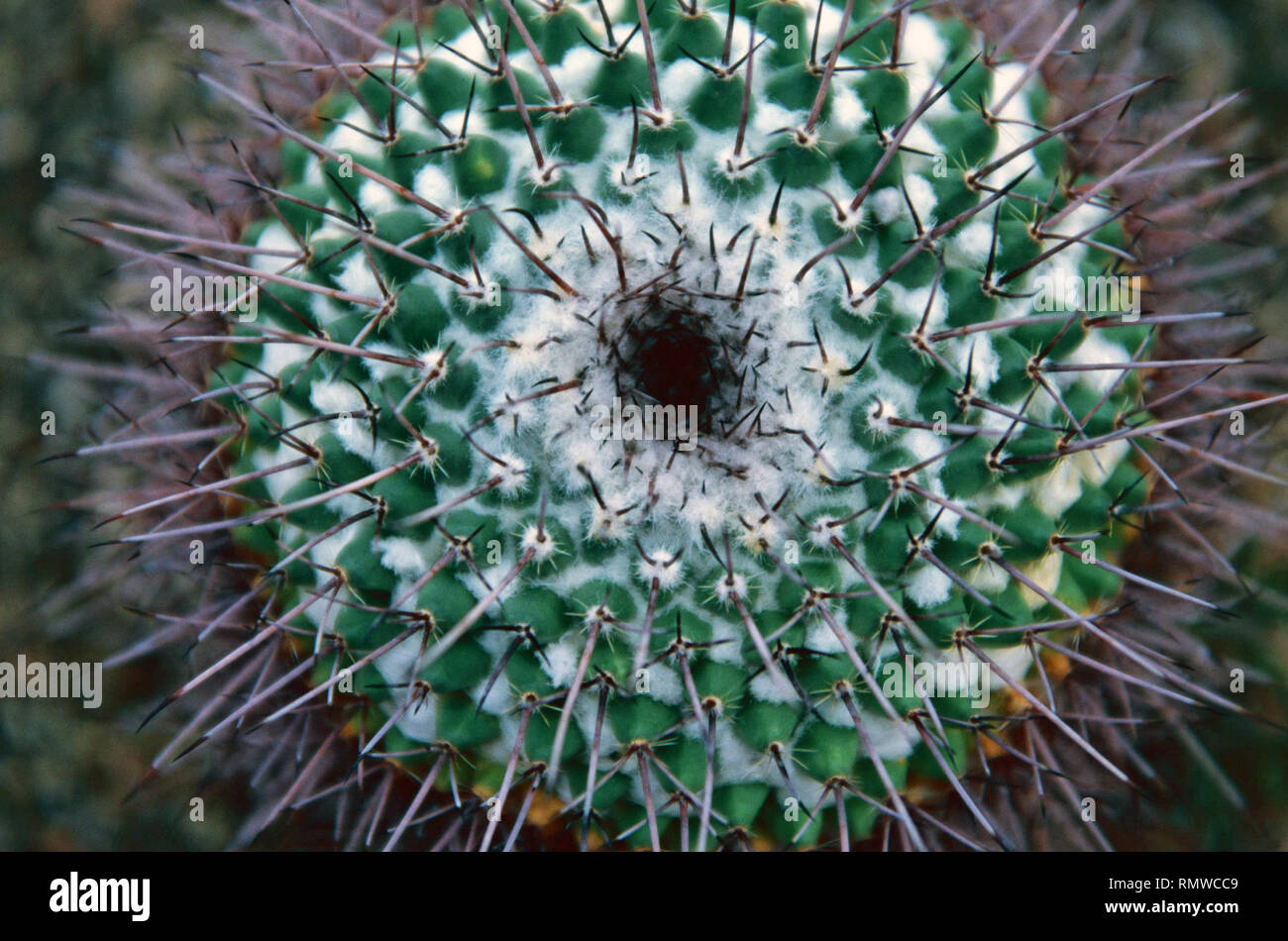 Pincushion cactus hi-res stock photography and images - Alamy