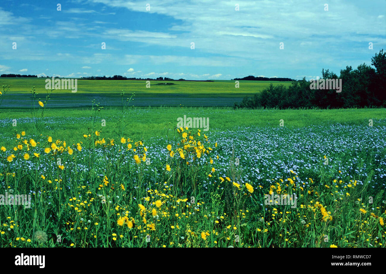 Fields of flax,canola and wildflowers,Saskatchewan,Canada Stock Photo ...