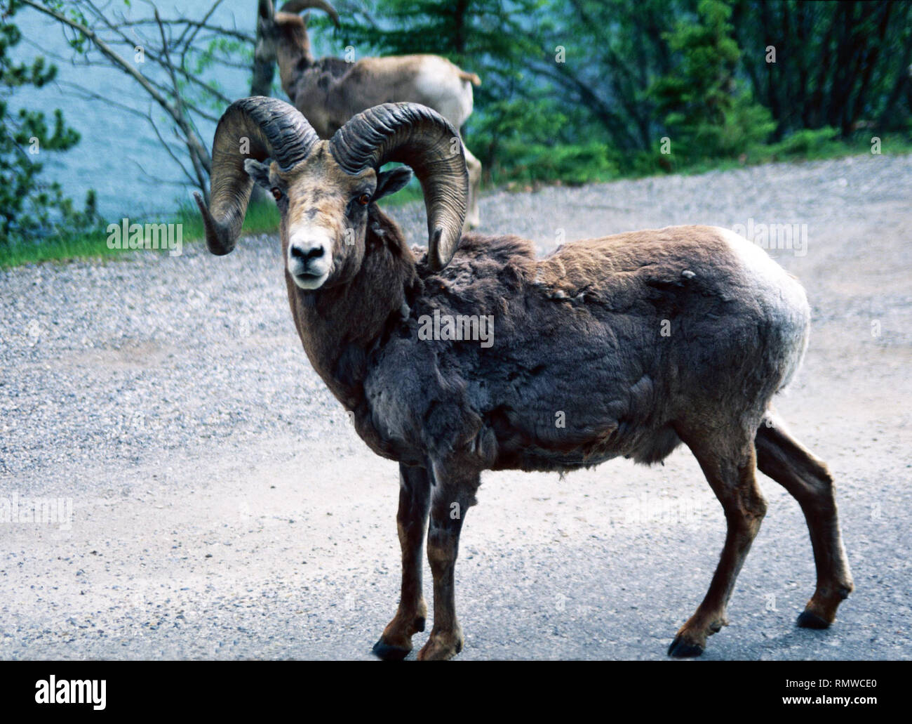 Big horn sheep,Banff National Park,Alberta,Canada Stock Photo - Alamy