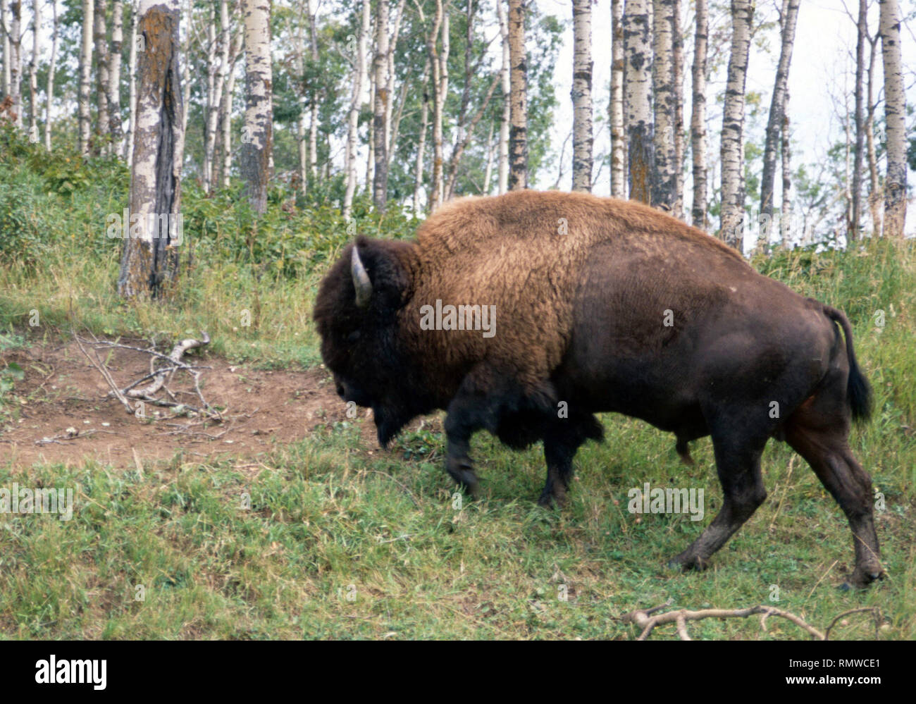 Woods bison hi-res stock photography and images - Alamy