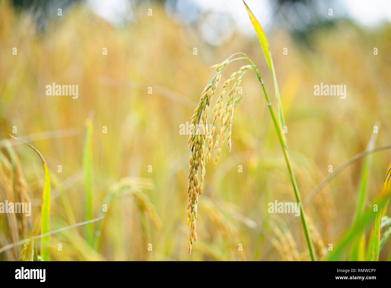 Golden yellow rice grains in rice fields Stock Photo - Alamy