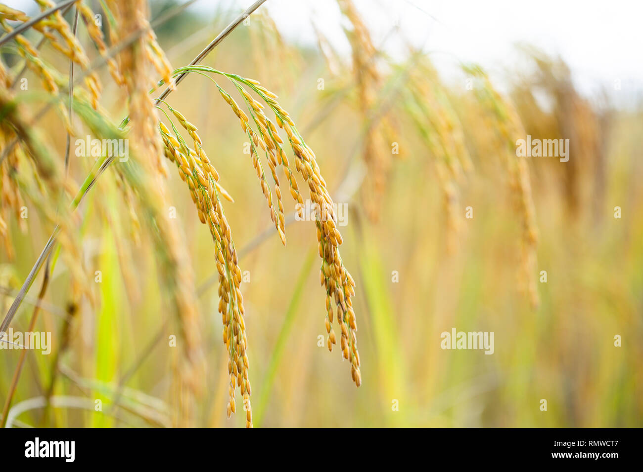 Golden yellow rice grains in rice fields Stock Photo - Alamy