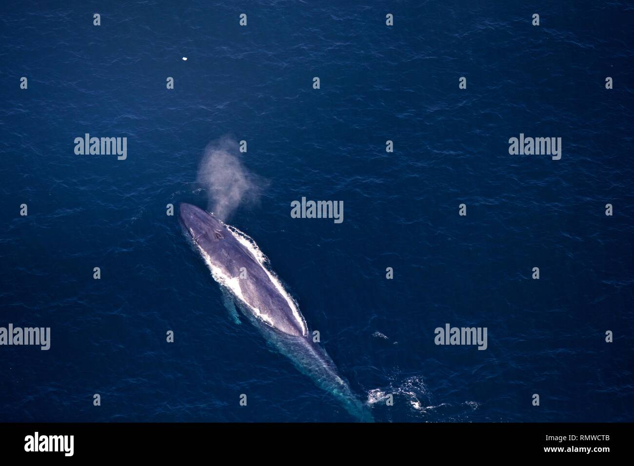 Aerial whale watching Sri Lanka Stock Photo - Alamy