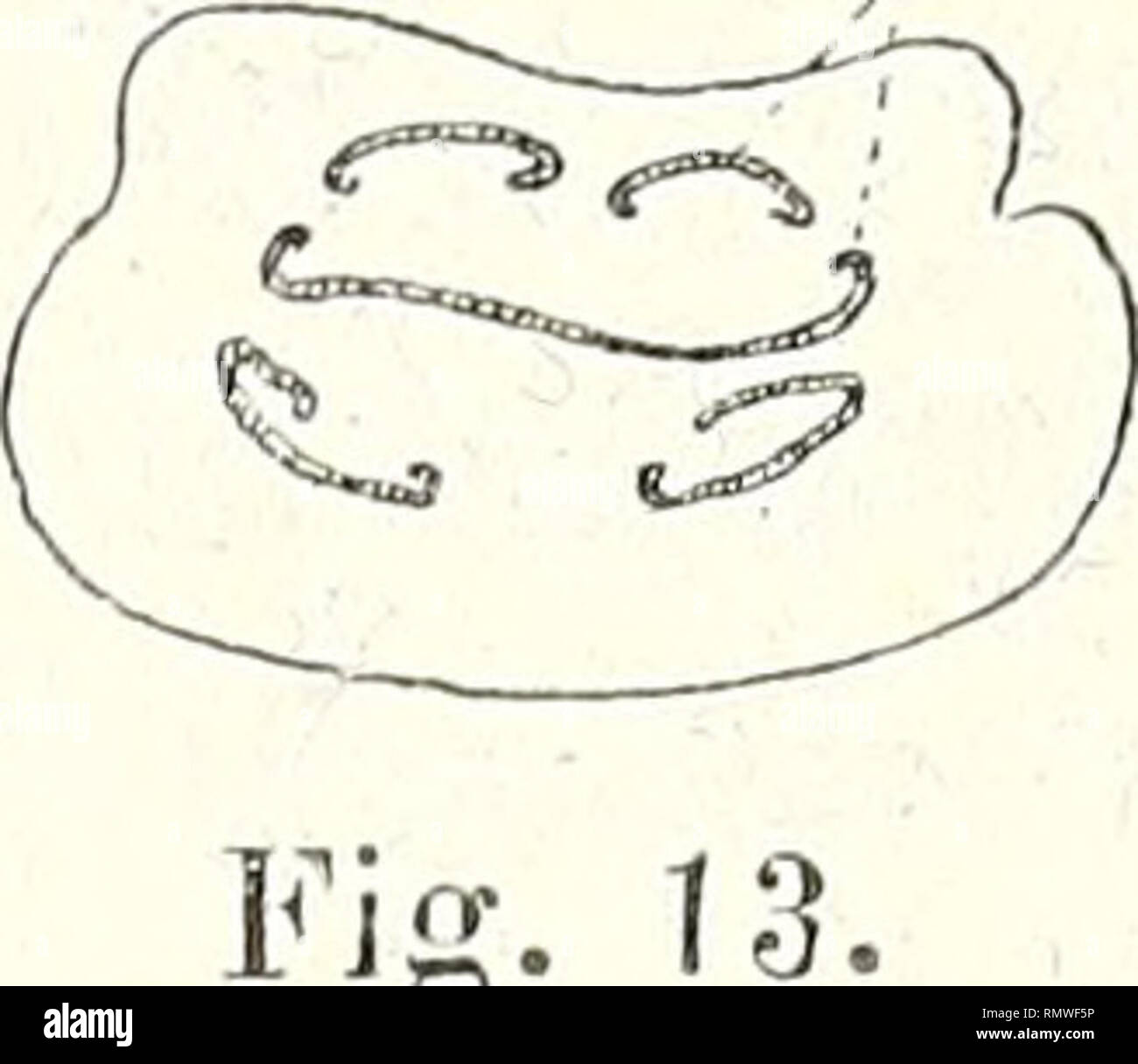 Faisceau de branches hi-res stock photography and images - Alamy