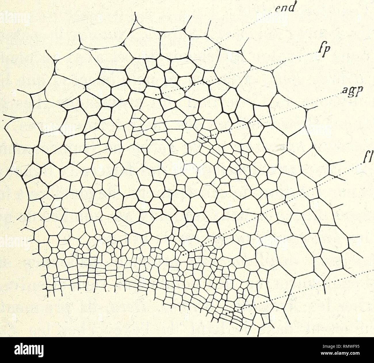 Hypocotyle hi-res stock photography and images - Alamy
