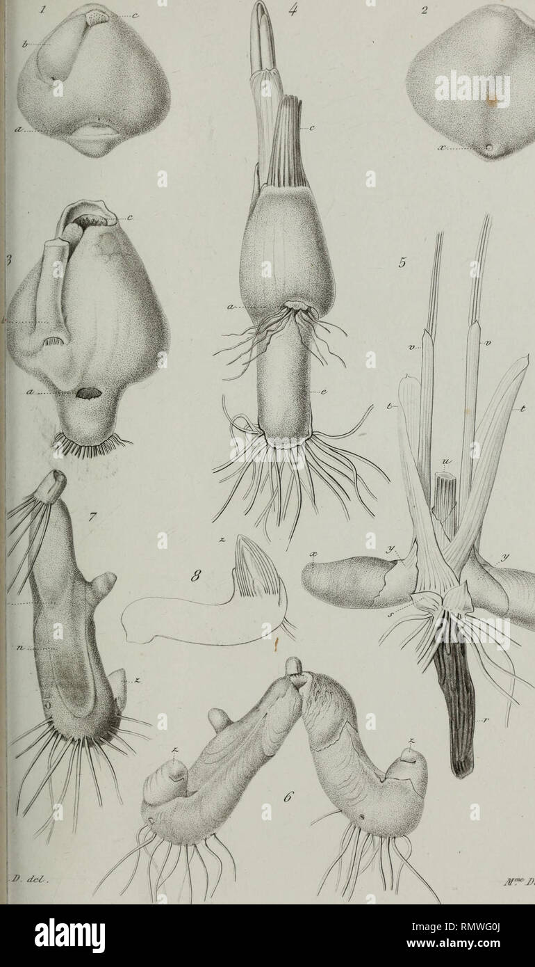 Bot noi hi-res stock photography and images - Alamy