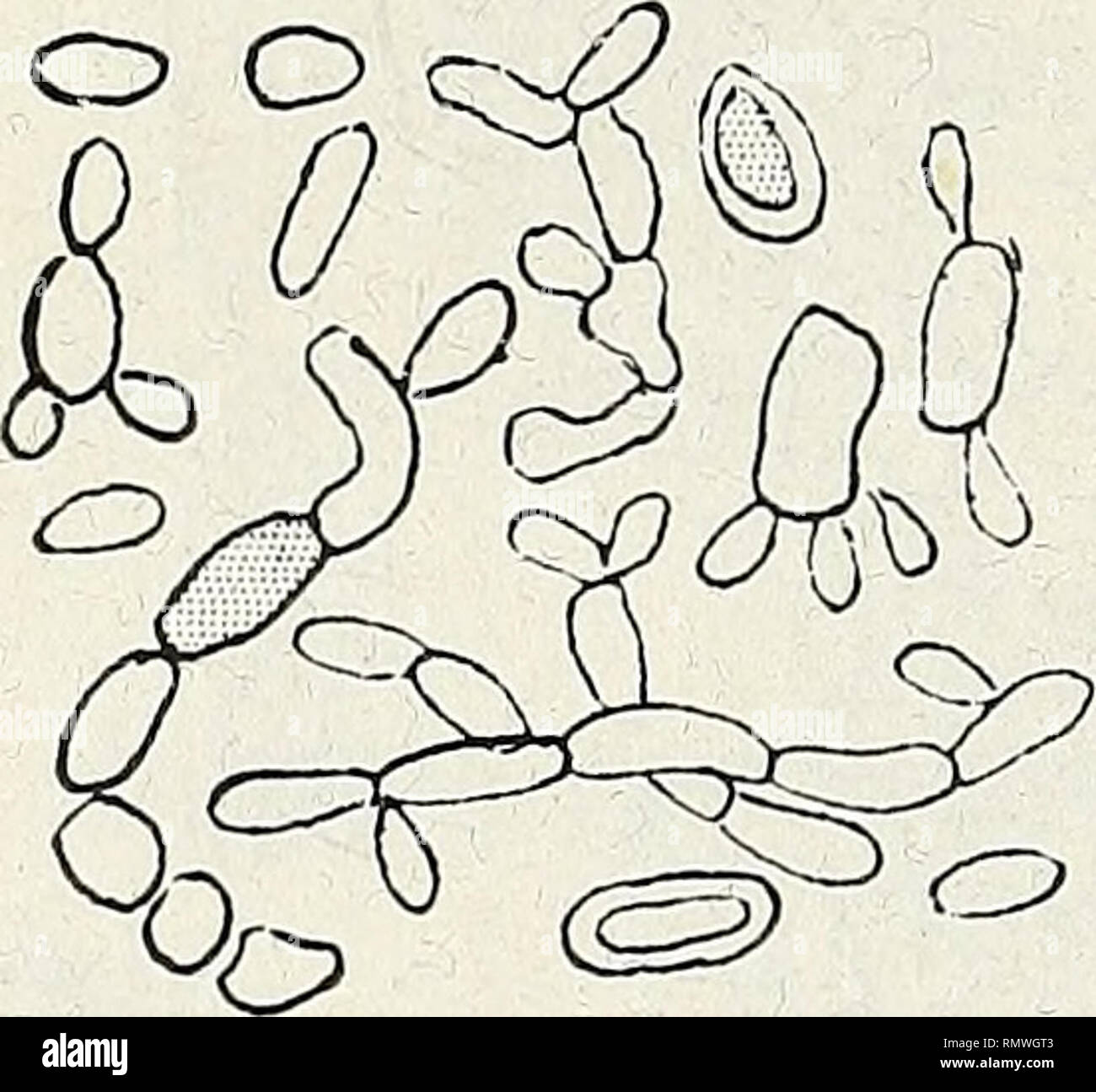 Bourgeonner hi-res stock photography and images - Alamy