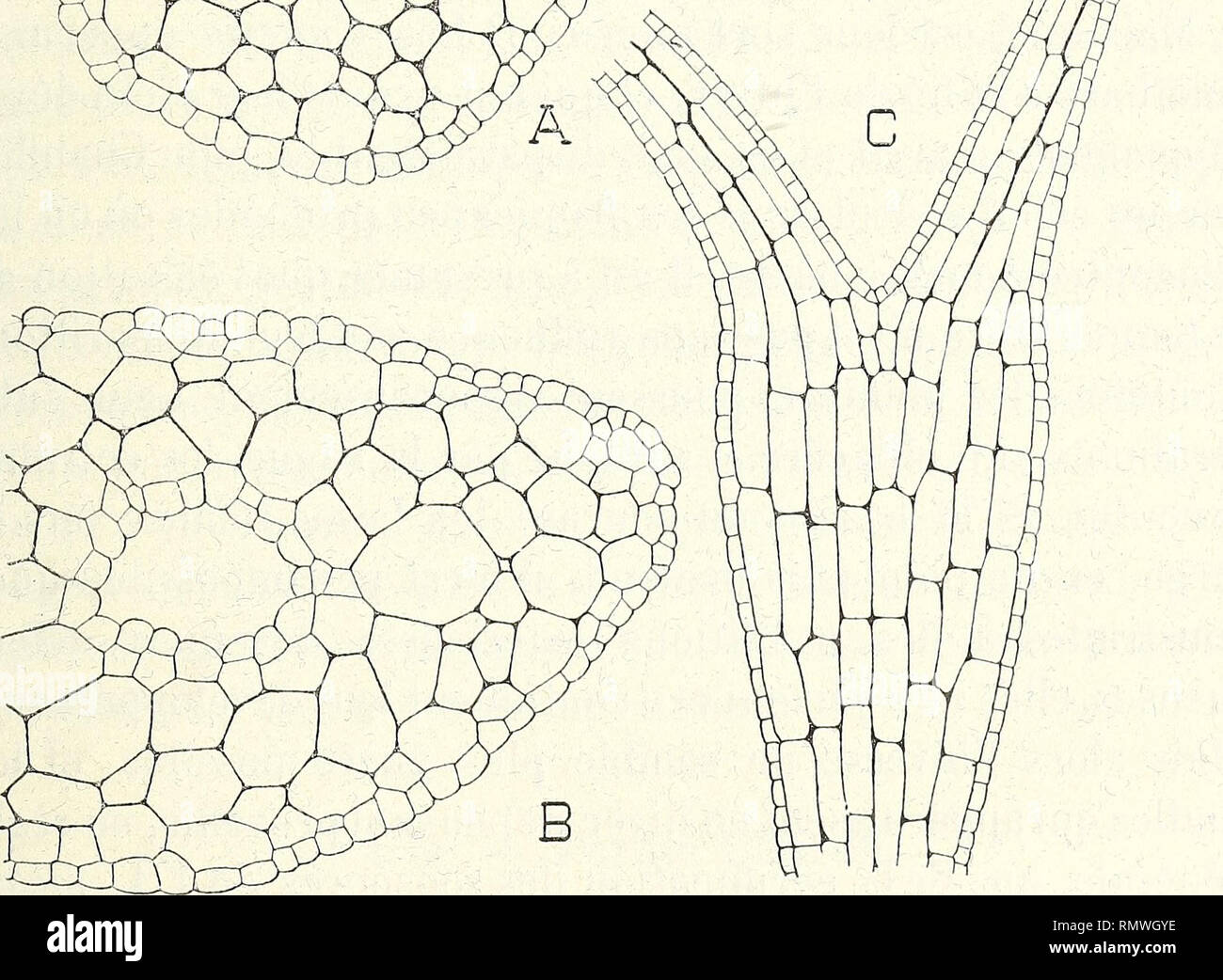 Rhizoides hi-res stock photography and images - Alamy