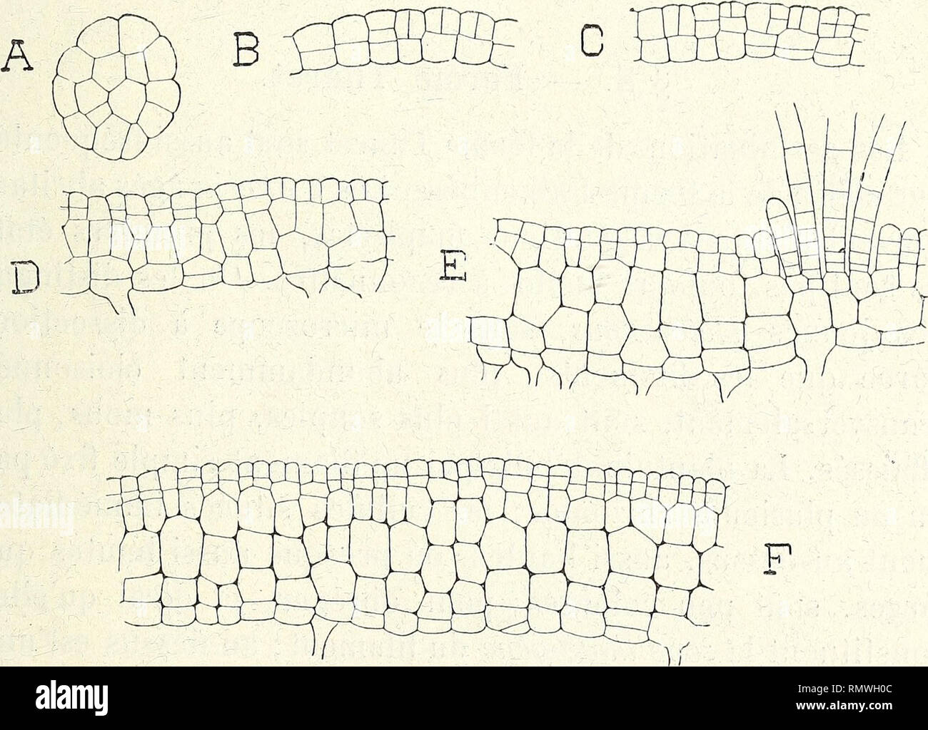 Cutleria Adspersa High Resolution Stock Photography and Images - Alamy