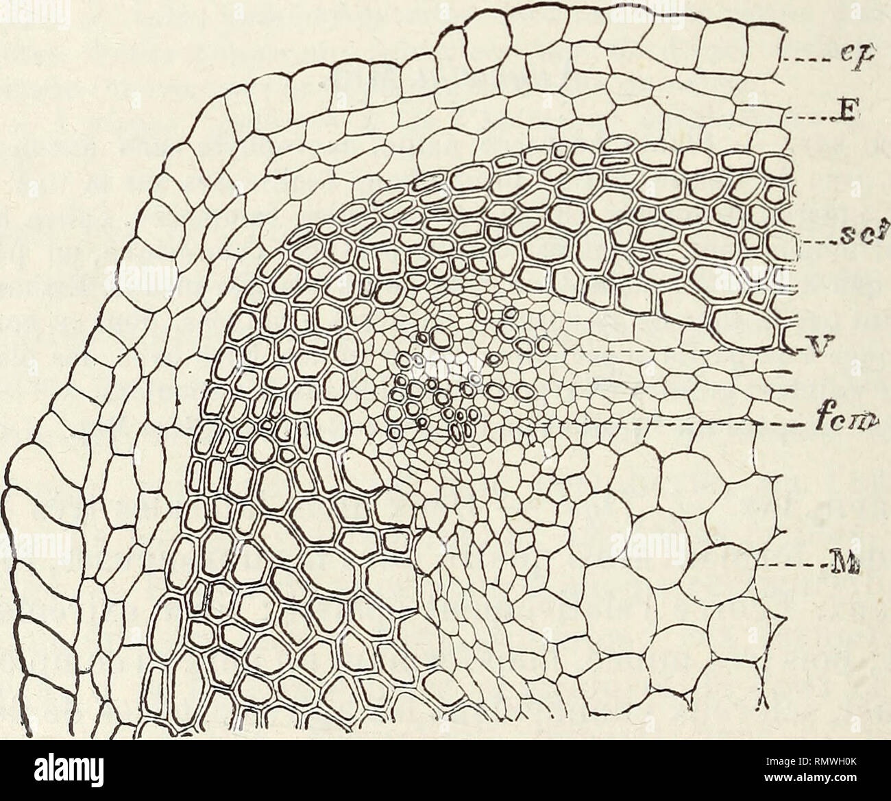 Après la floraison hi-res stock photography and images - Alamy