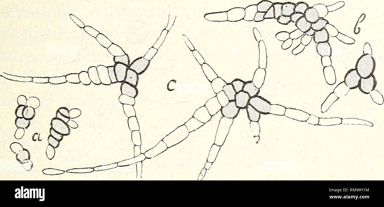 Cellule de pomme de terre hi-res stock photography and images - Alamy