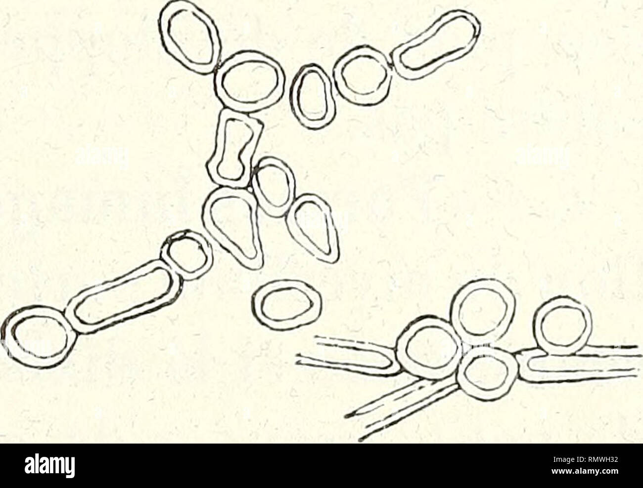 Filaments blancs hi-res stock photography and images - Alamy