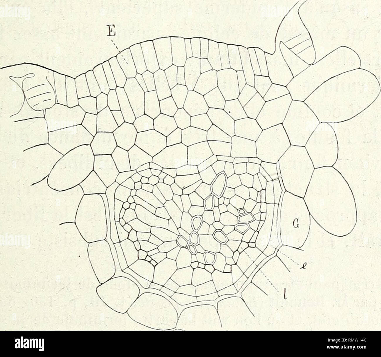 Epitheme hi-res stock photography and images - Alamy