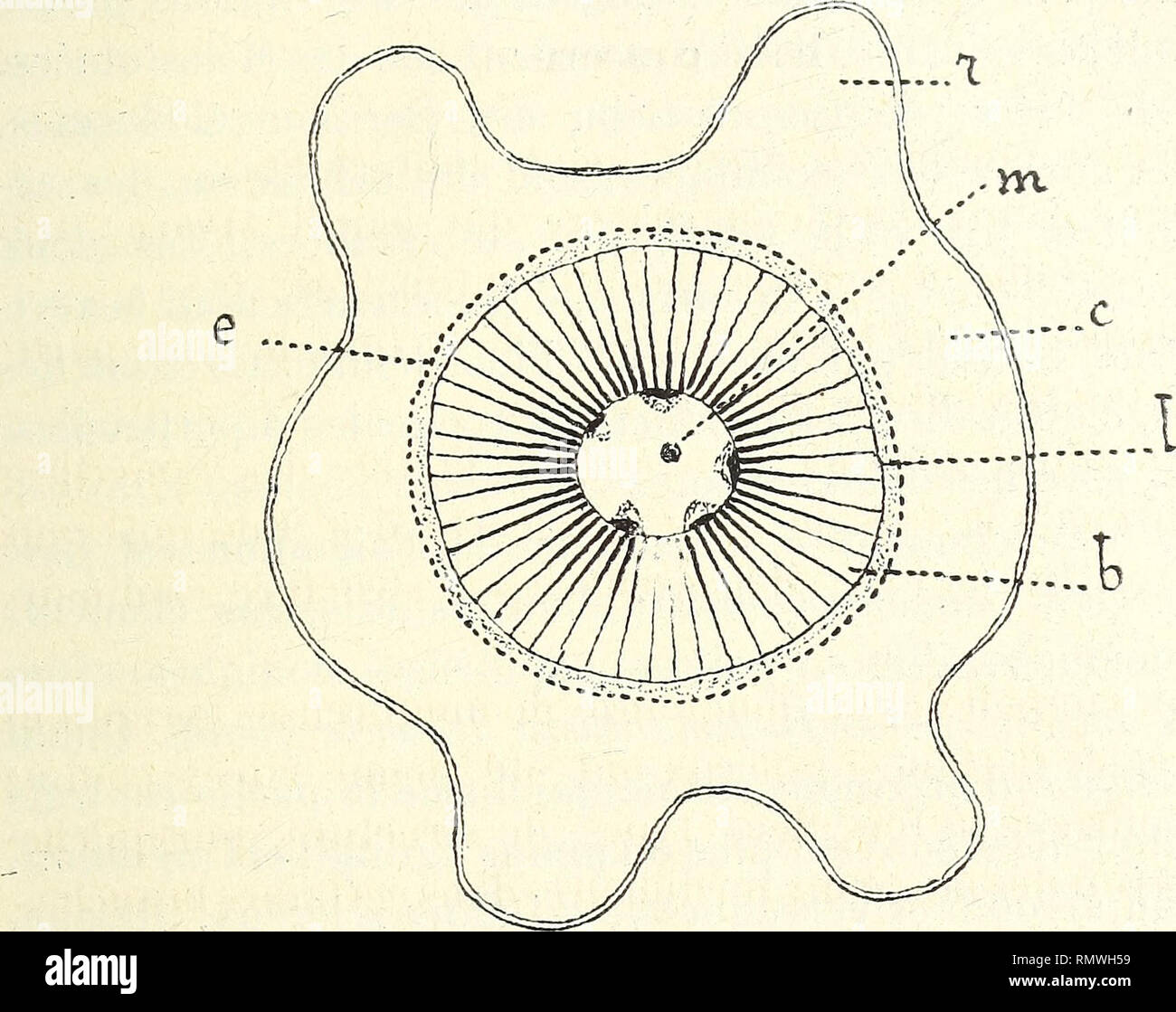 Tige ligneuse hi-res stock photography and images - Alamy