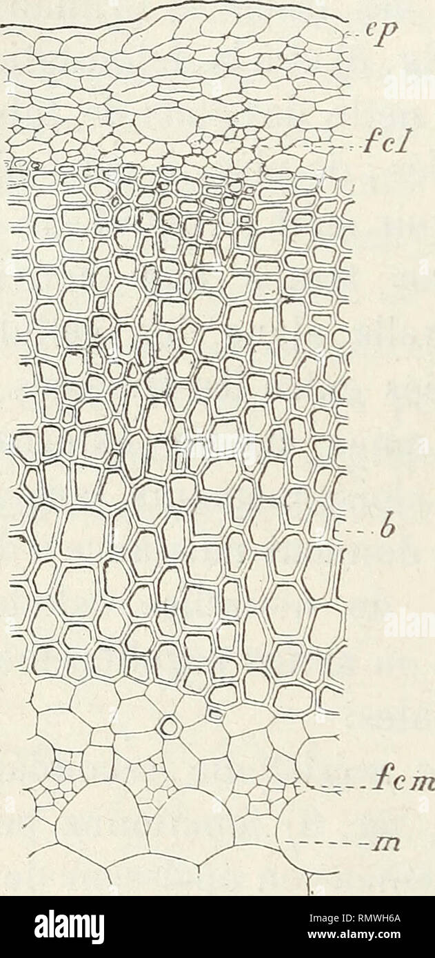 Tige ligneuse hi-res stock photography and images - Alamy