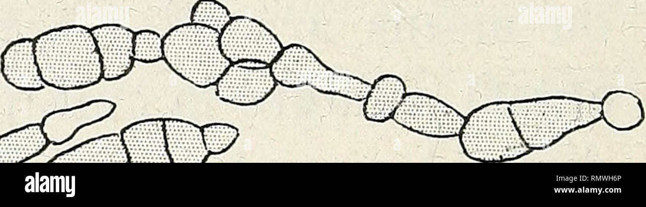 Eponge humide hi-res stock photography and images - Alamy