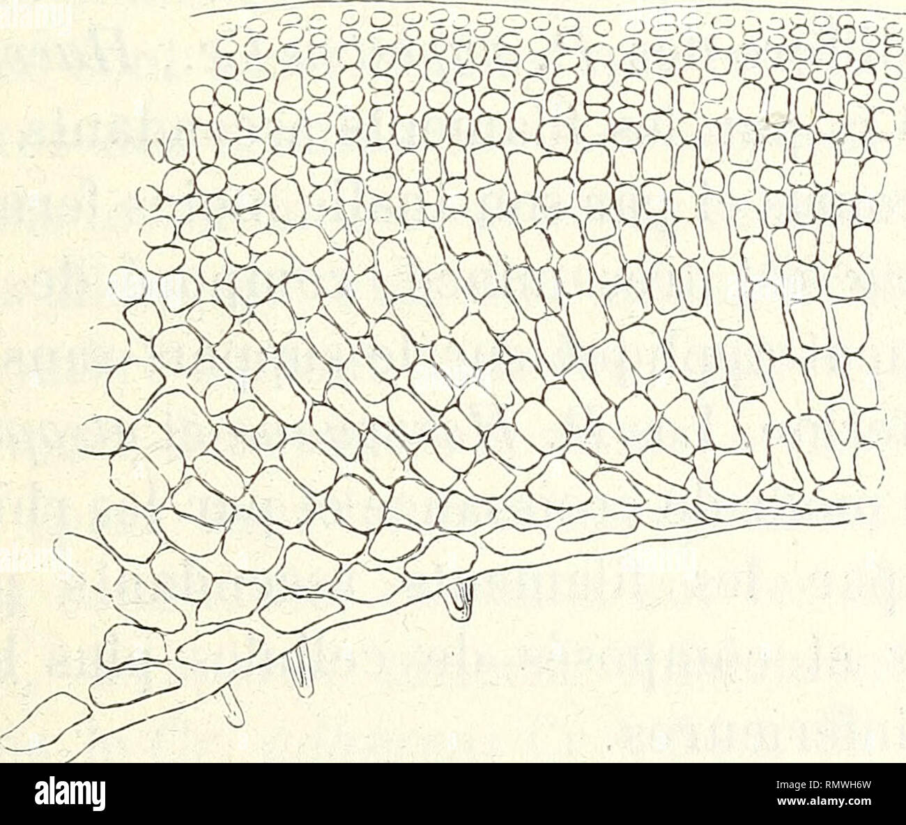 Rhizoides hi-res stock photography and images - Alamy