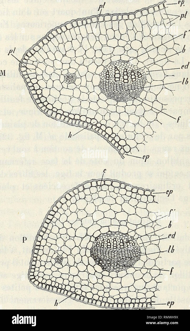 Plante sous bois hi-res stock photography and images - Alamy
